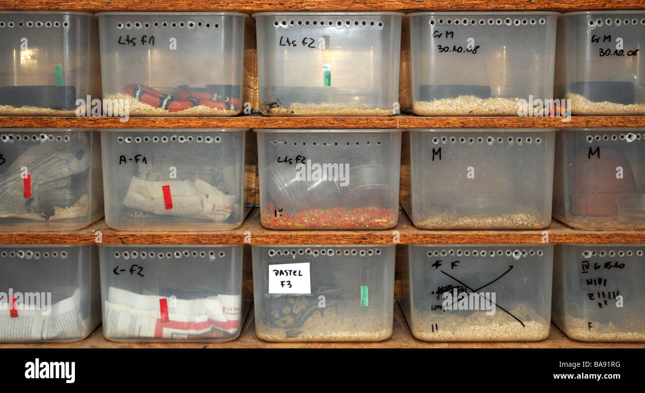 Plastic boxes with snake in breeder home Stock Photo - Alamy