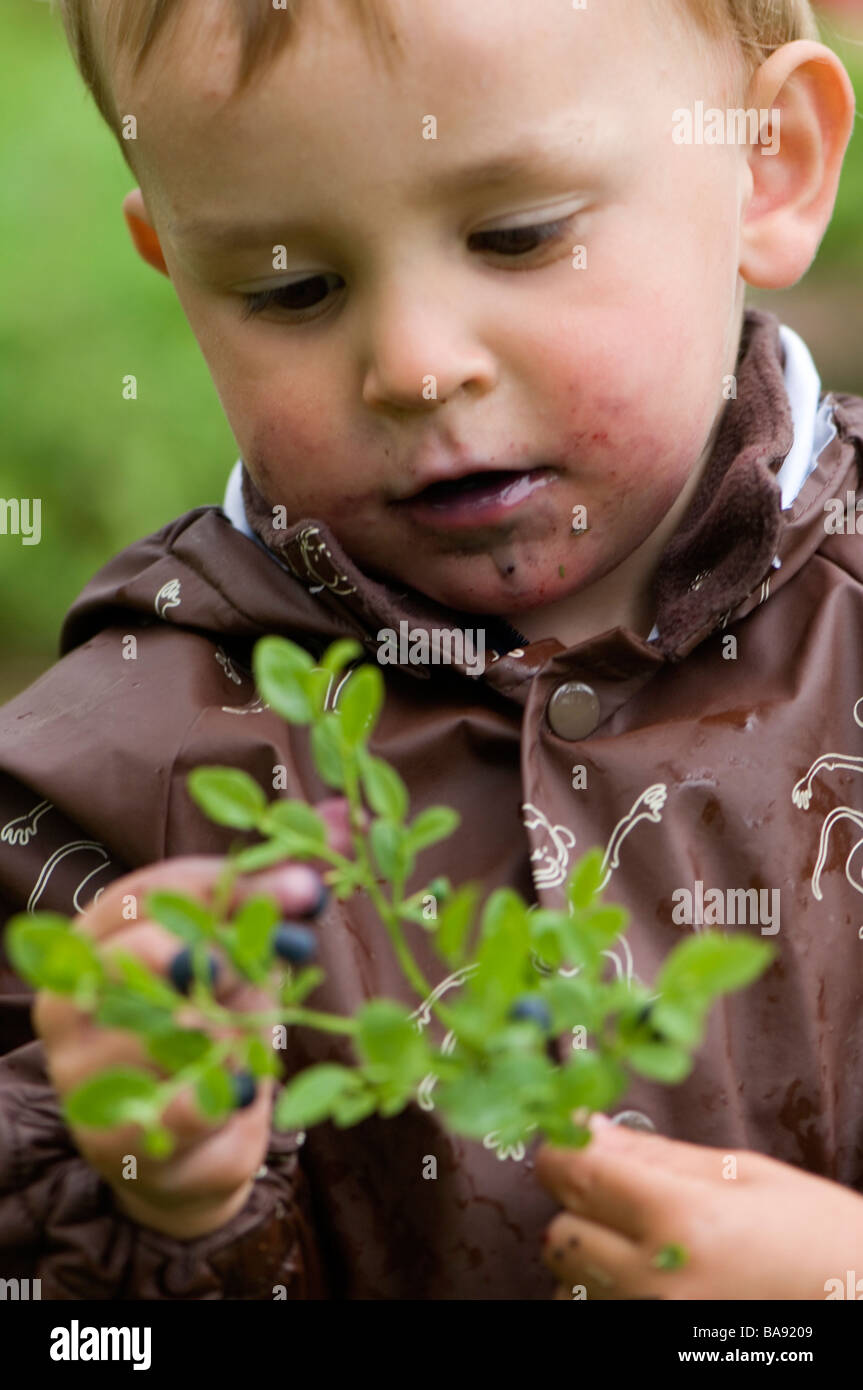 A little boy eating blueberries Sweden Stock Photo - Alamy