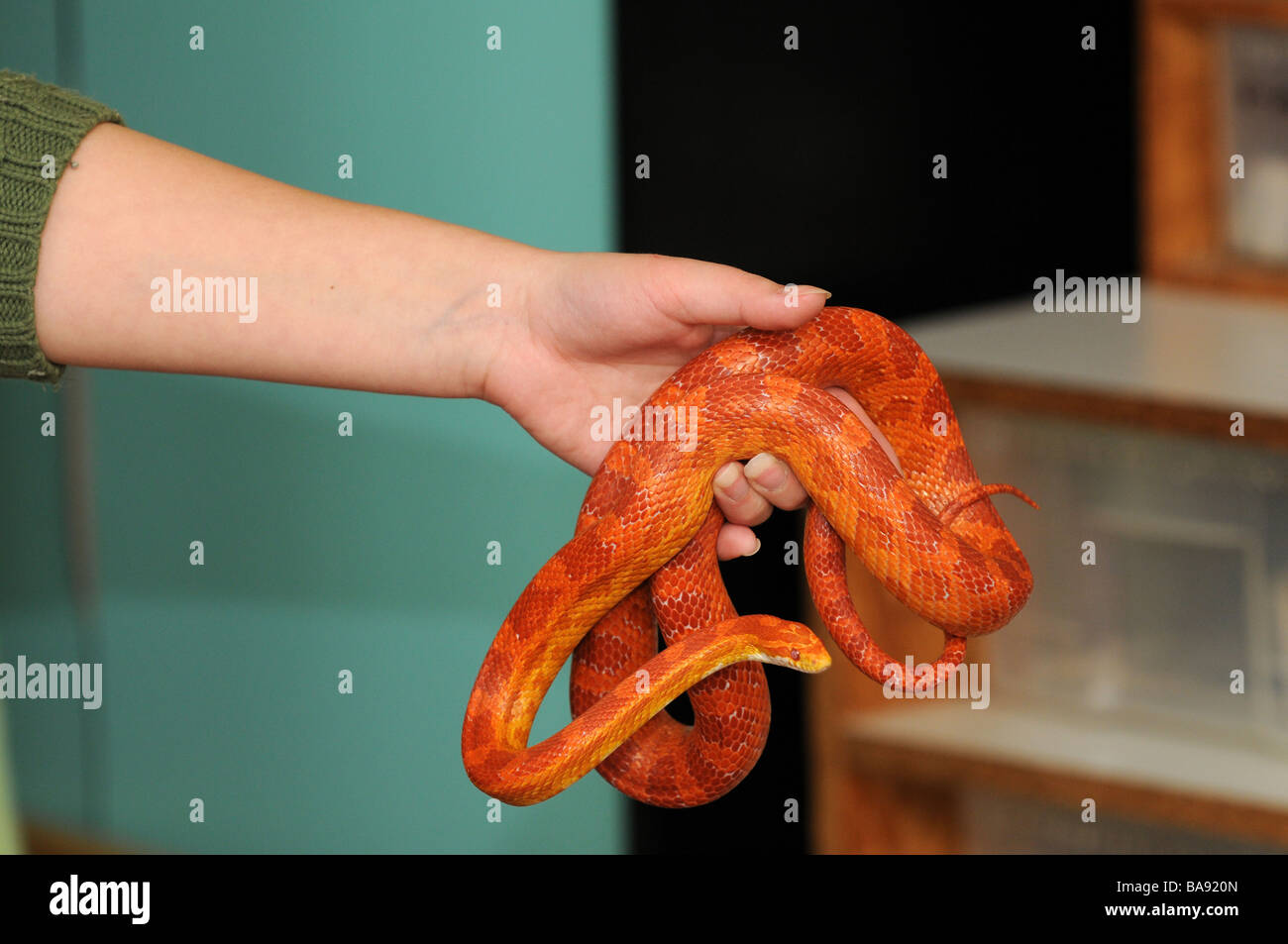 Snake woman hi-res stock photography and images - Alamy