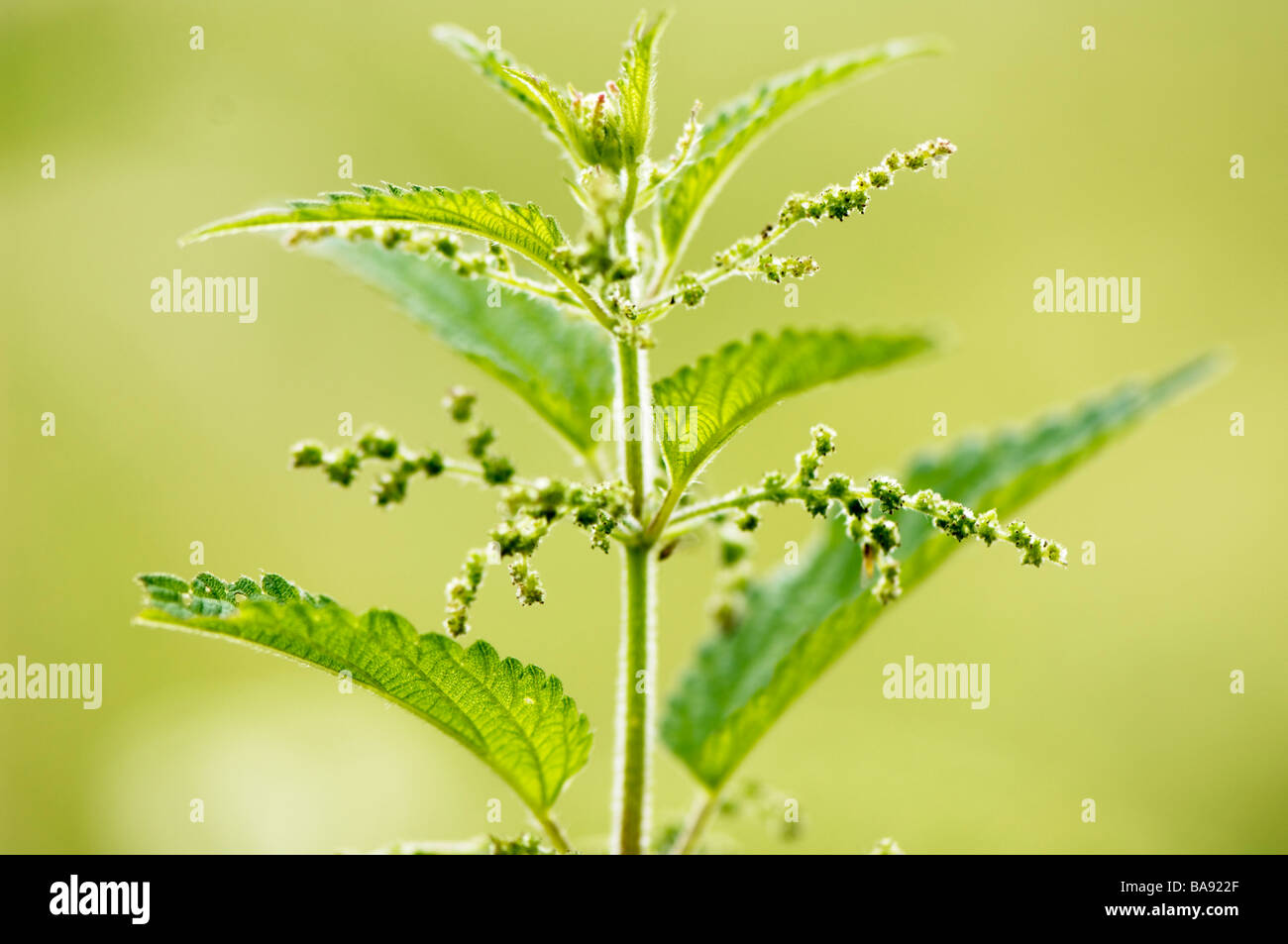 Stinging nettle close-up Stock Photo - Alamy