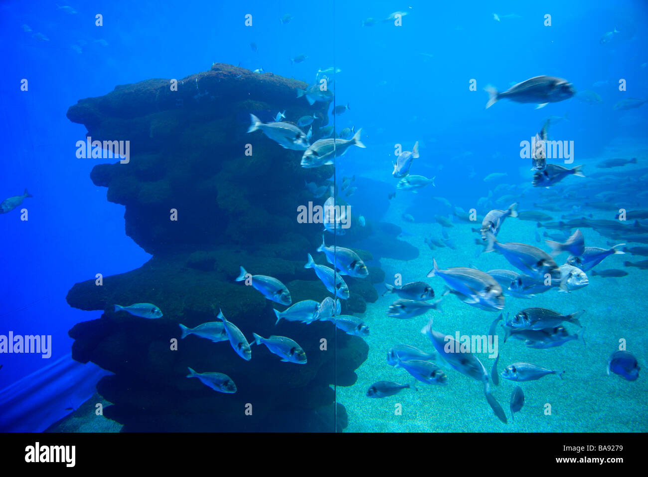 Shoal of fish in giant marine tank Palma Aquarium Mallorca Island ...
