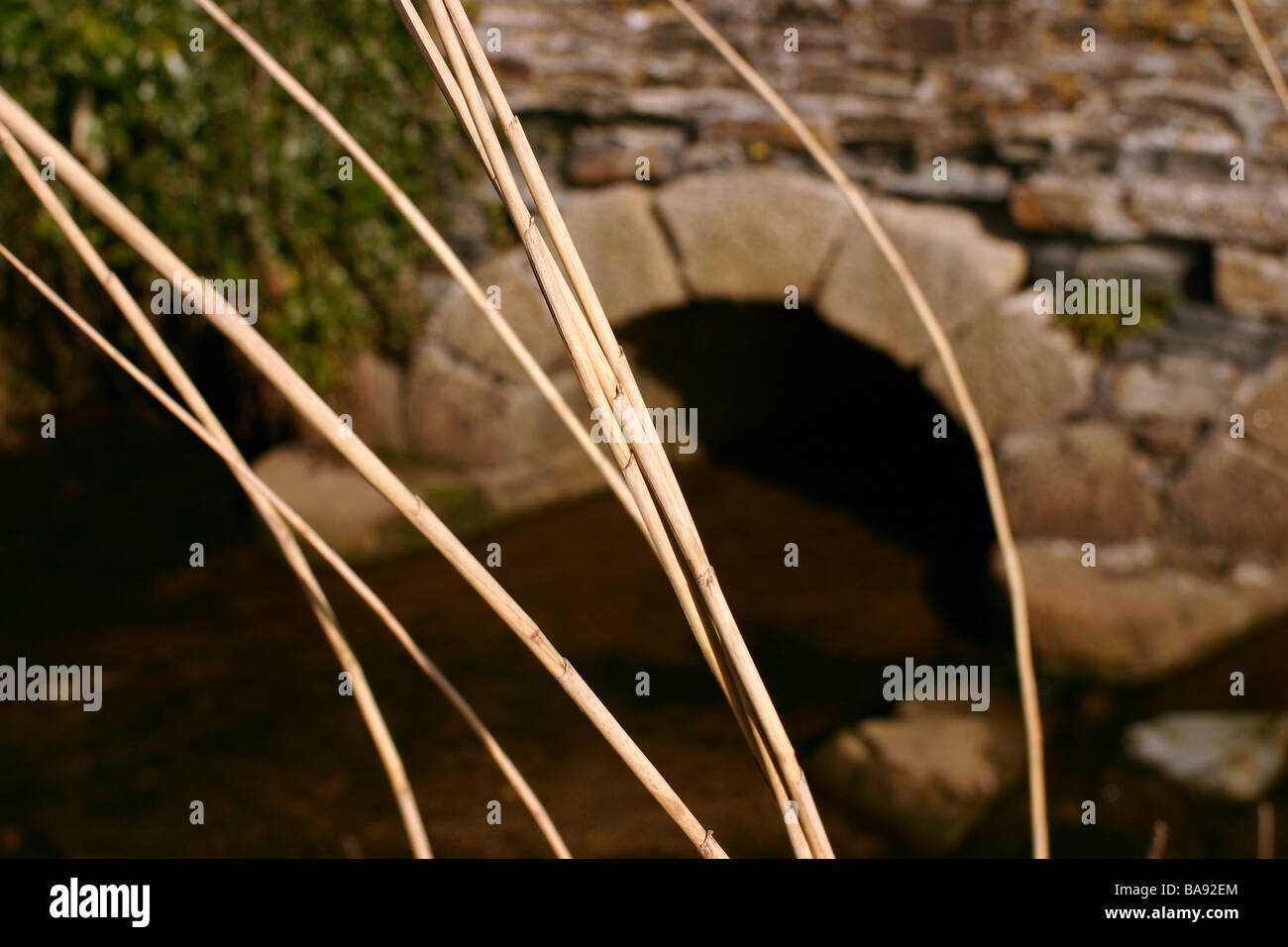 Reeds rush hi-res stock photography and images - Alamy