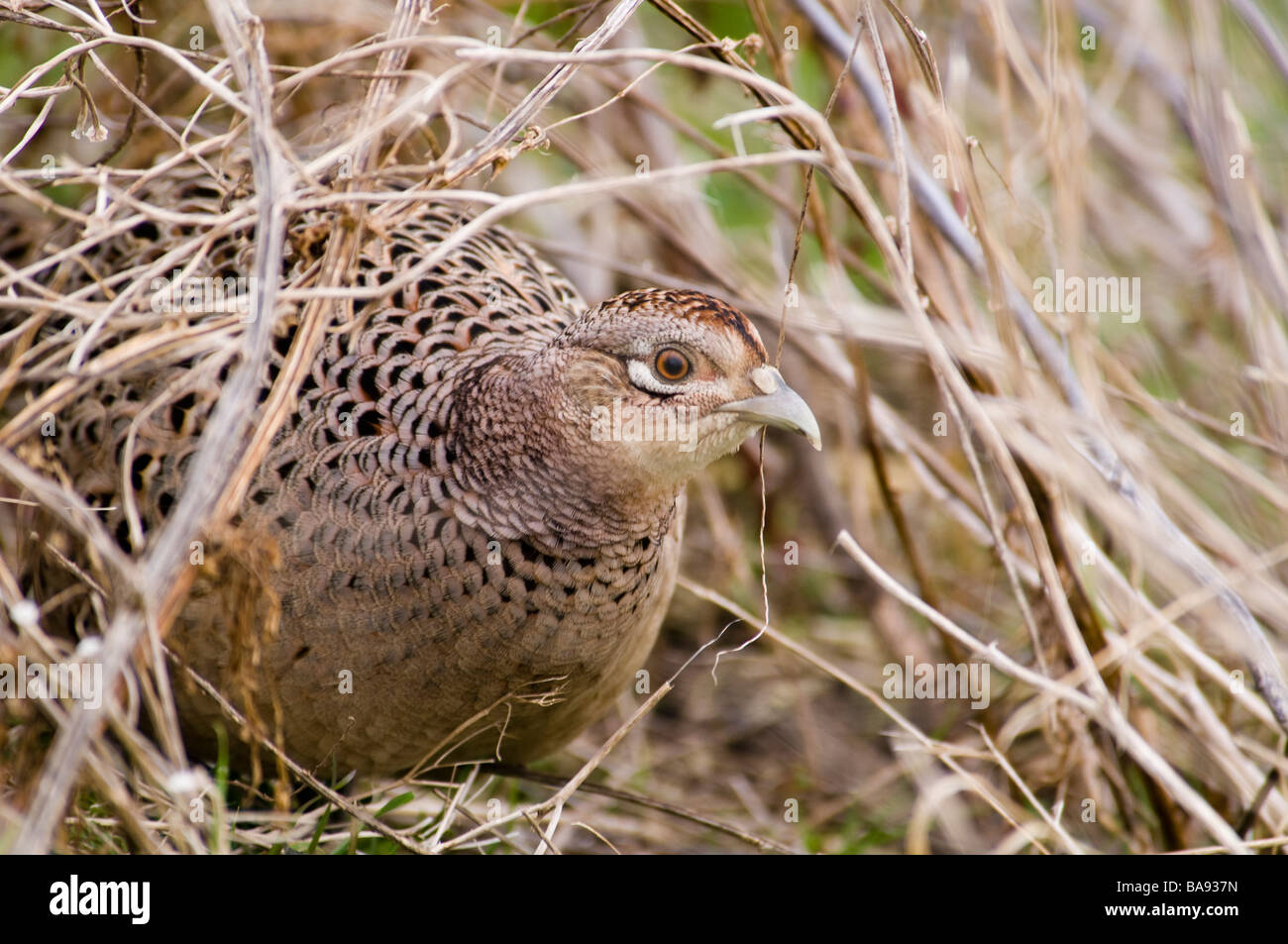 Hen pheasant hi-res stock photography and images - Alamy