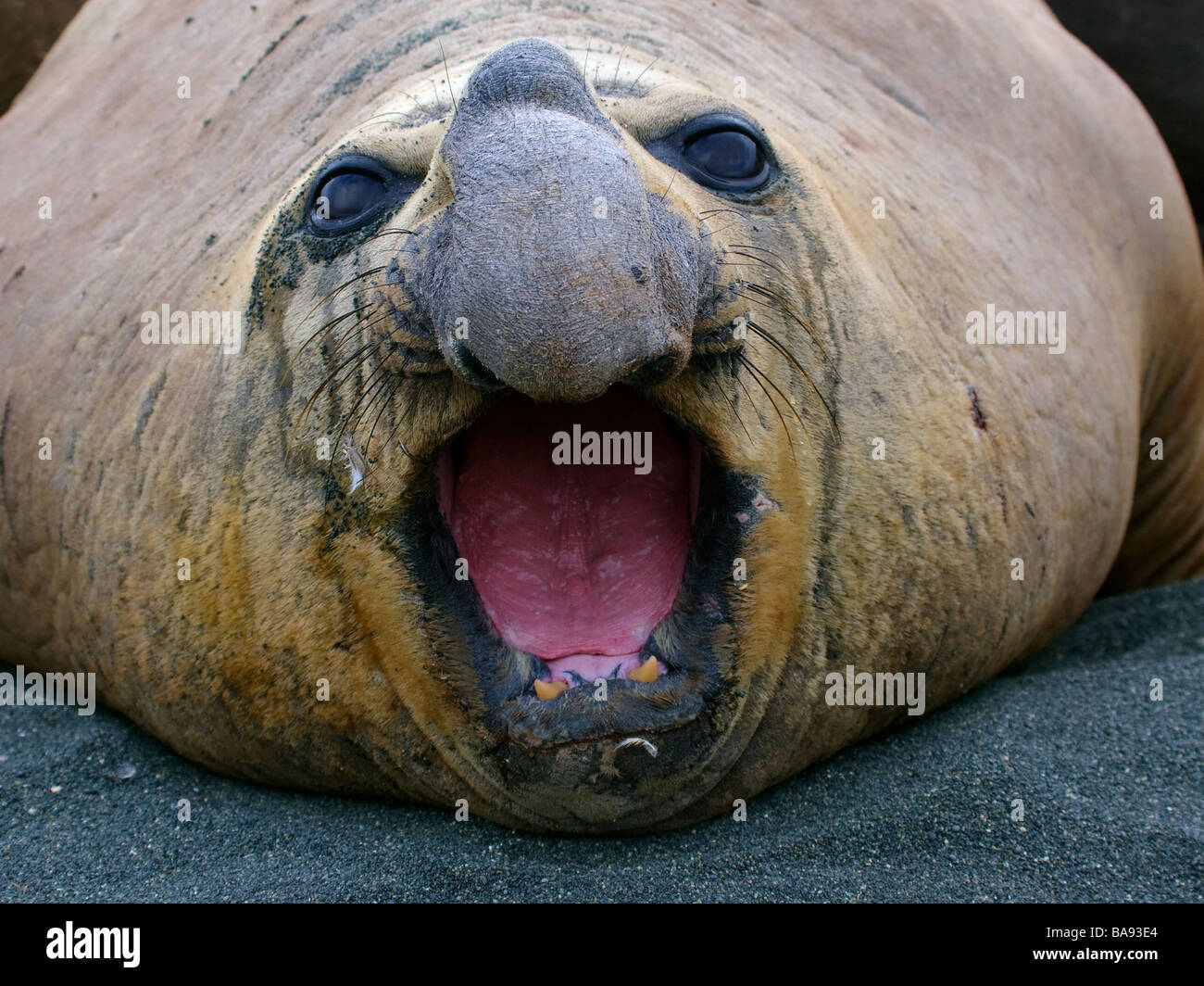 Open seal hi-res stock photography and images - Alamy