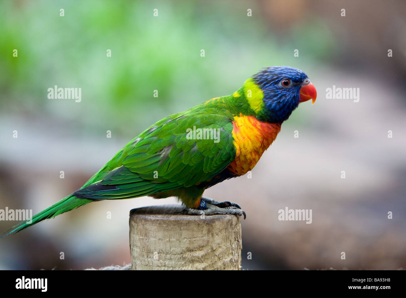 A Rainbow Lorikeet Stock Photo - Alamy