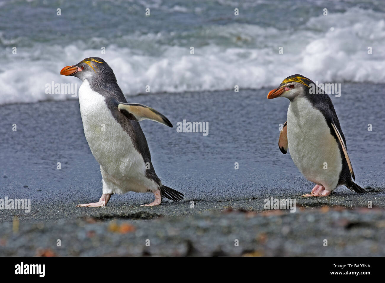 Royal penguins Australia Stock Photo - Alamy