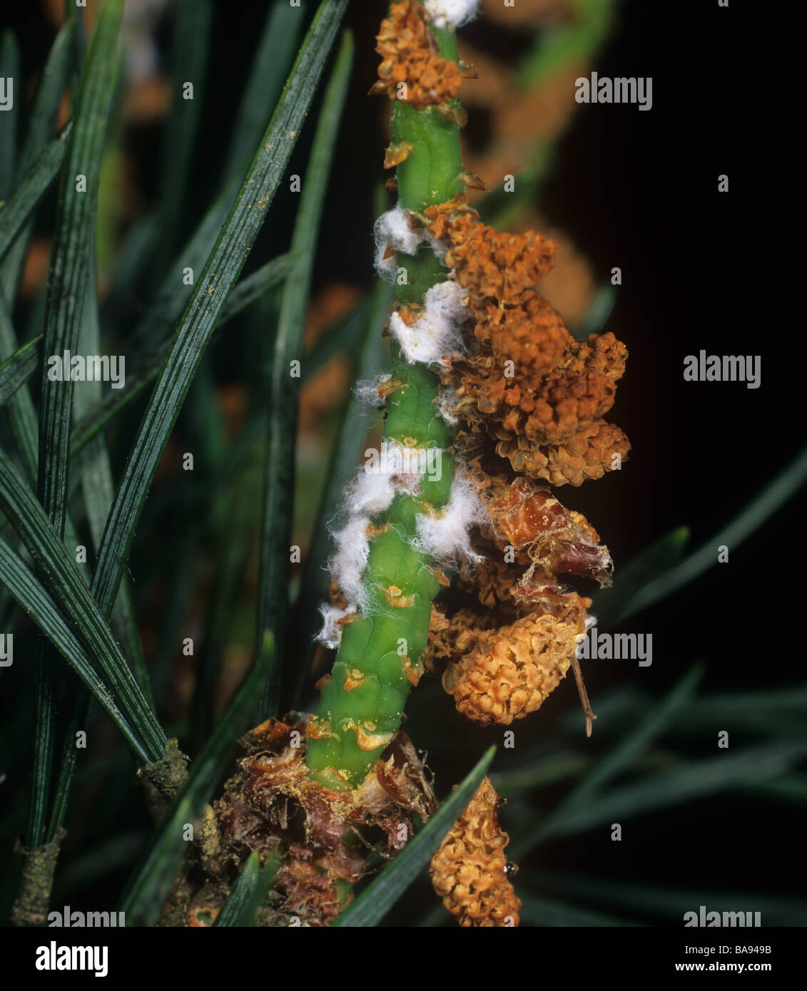 Scots pine adelges Pineus pini on scots pine male flower Stock Photo ...