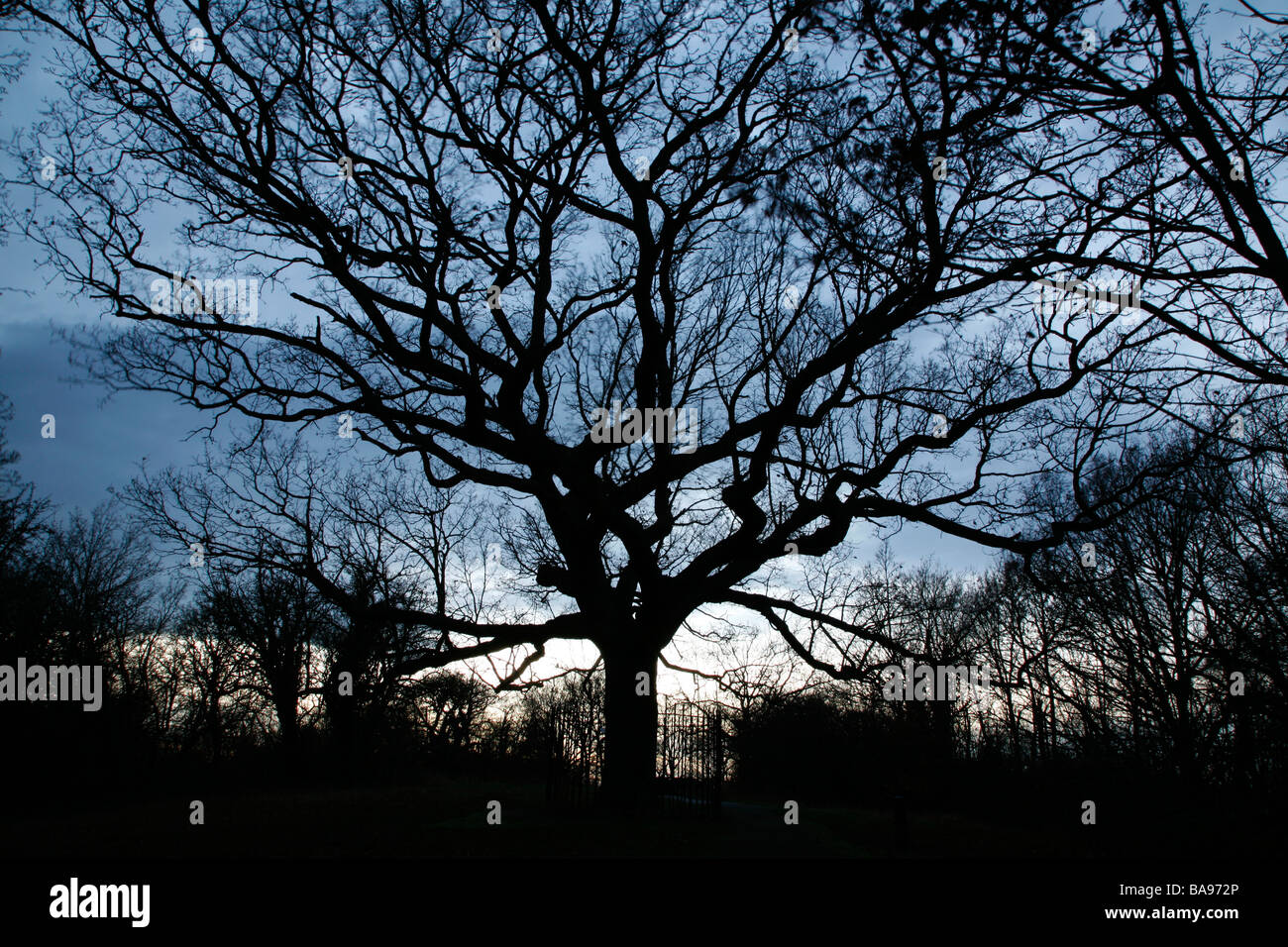 The Oak of Honor tree on top of One Tree Hill, Honor Oak, London, UK ...