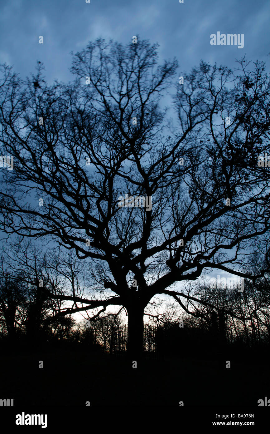The Oak of Honor tree on top of One Tree Hill, Honor Oak, London, UK ...
