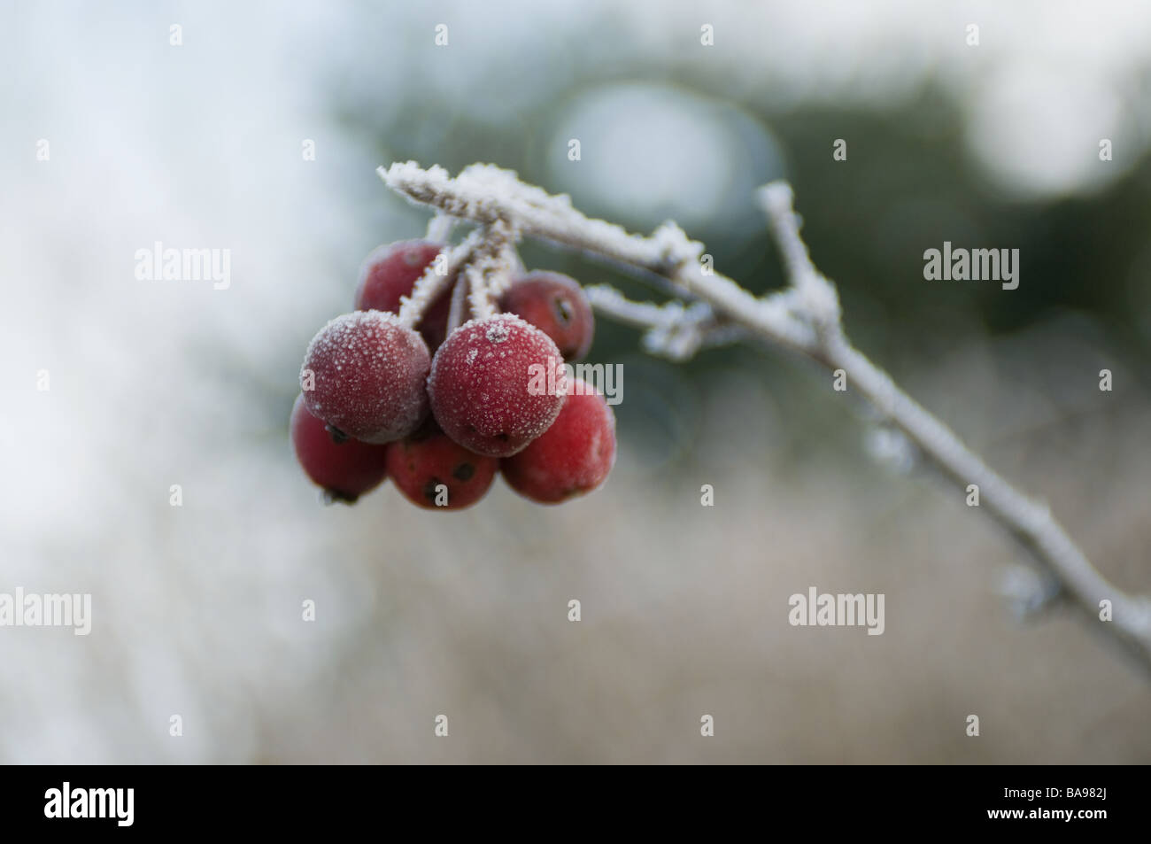 Berries winter Cut Out Stock Images & Pictures - Alamy