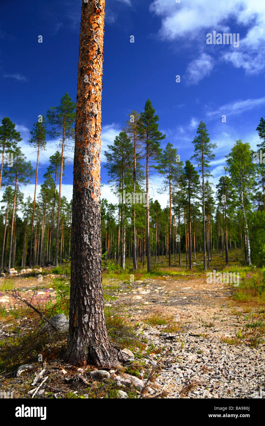 Thin nature hi-res stock photography and images - Alamy