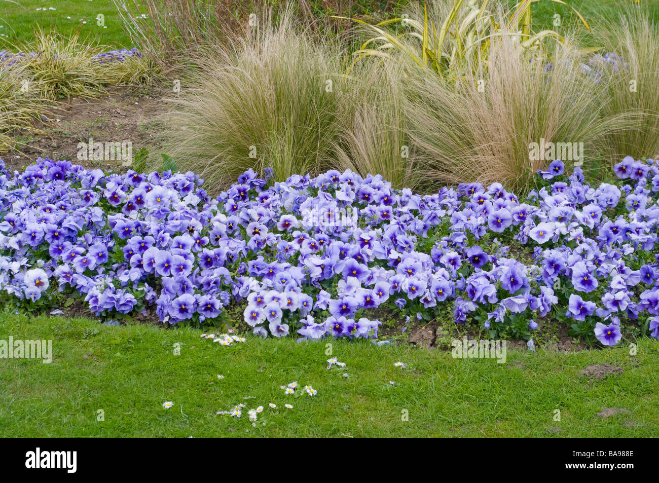 Flower Bed Of Blue Pansies and Ornamental Grasses spring bedding Stock ...