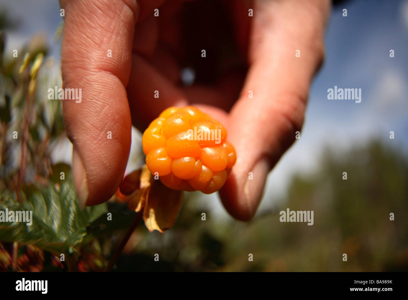 A hand picking cloudberry Lapland Sweden Stock Photo - Alamy