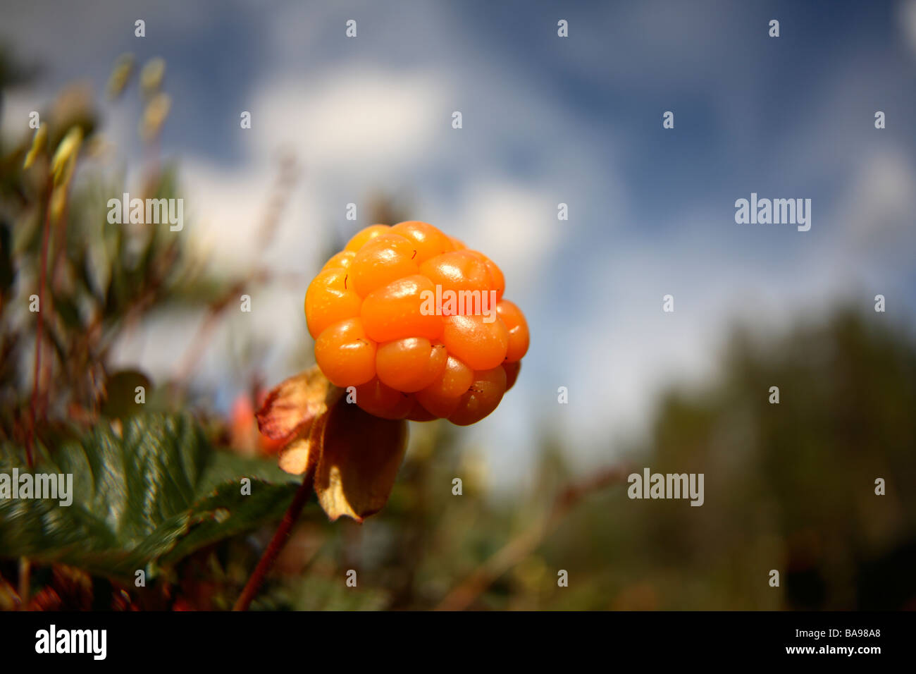 Cloudberry plants hi-res stock photography and images - Alamy