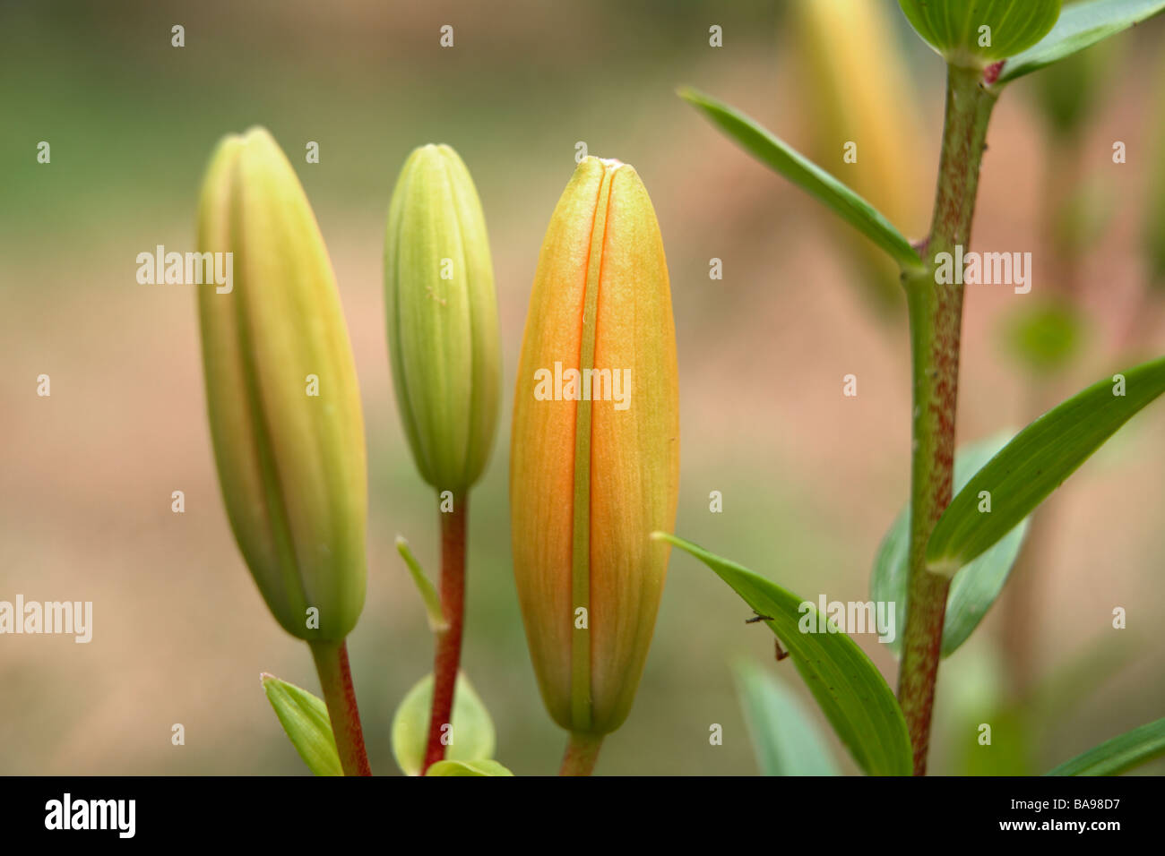 A flower Sweden Stock Photo - Alamy