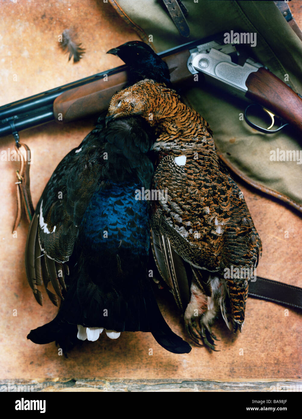 Two dead black grouse, close-up Stock Photo - Alamy
