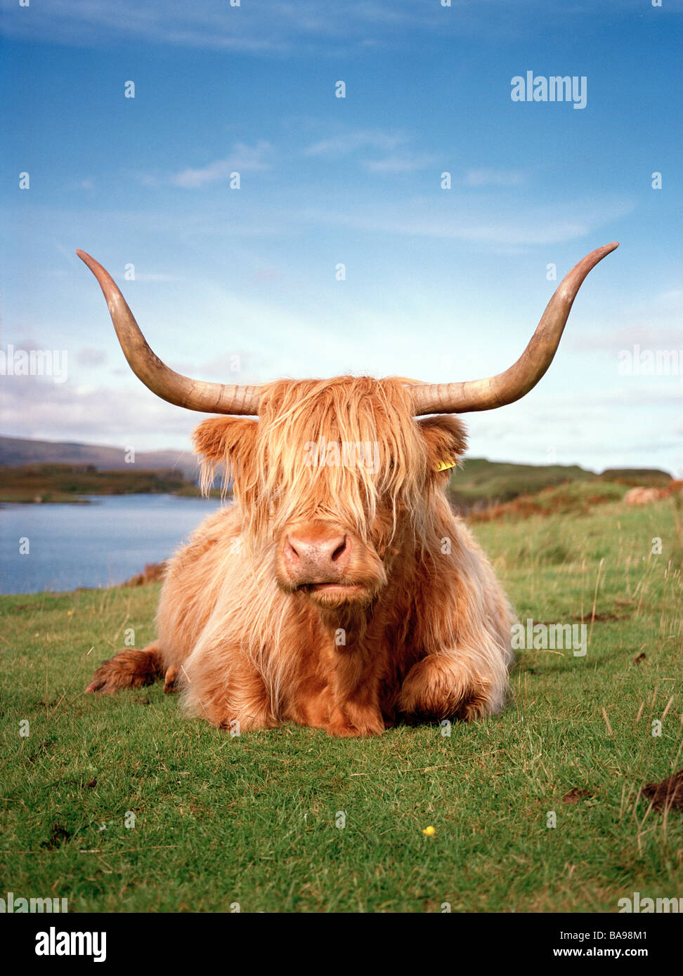 Cow place cattle farm hi-res stock photography and images - Alamy