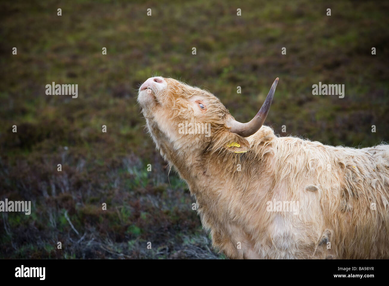 Highland Cow Melvaig Wester Ross Highlands Scotland Stock Photo - Alamy