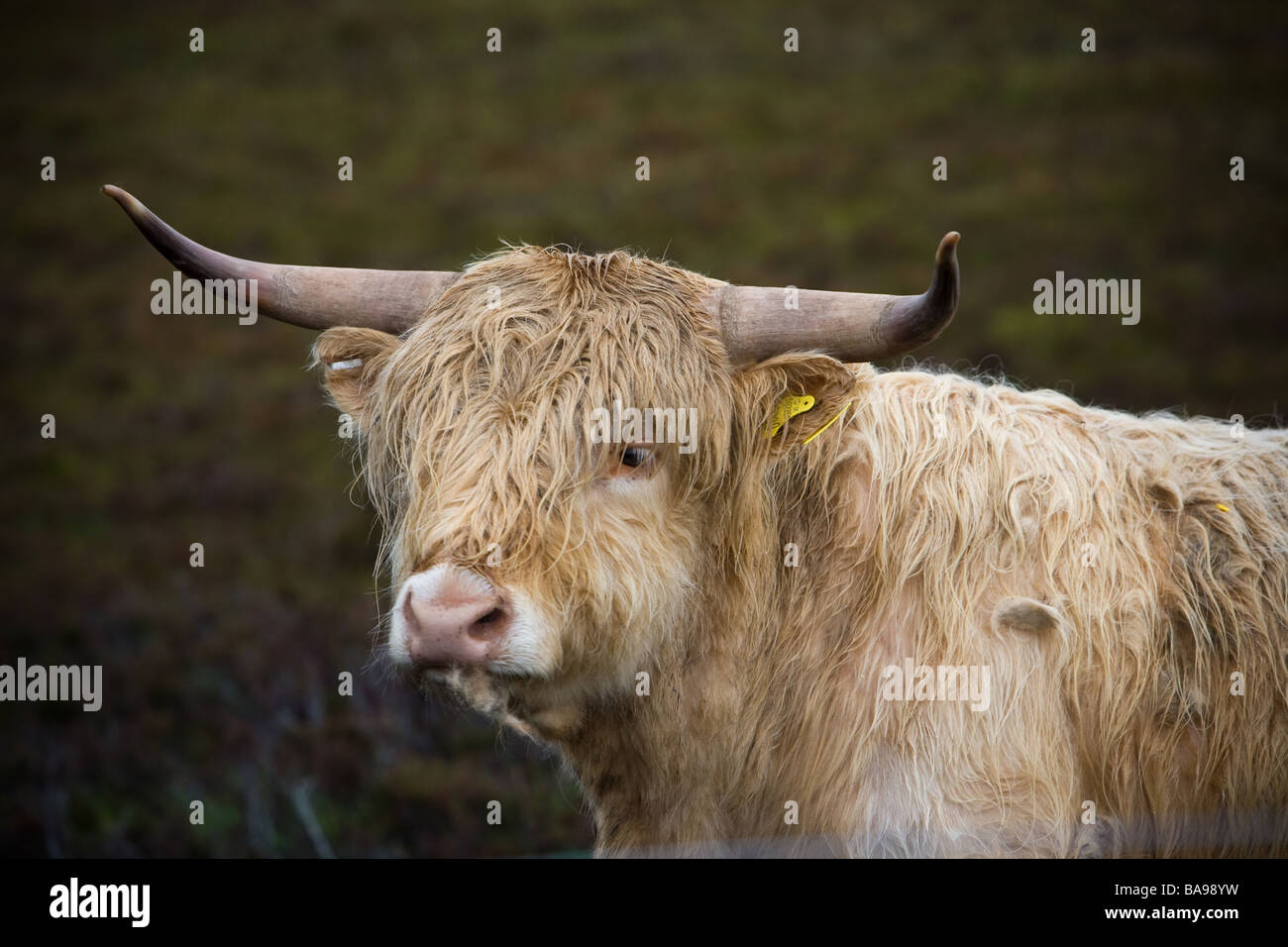 Highland Cow Melvaig Wester Ross Highlands Scotland Stock Photo - Alamy