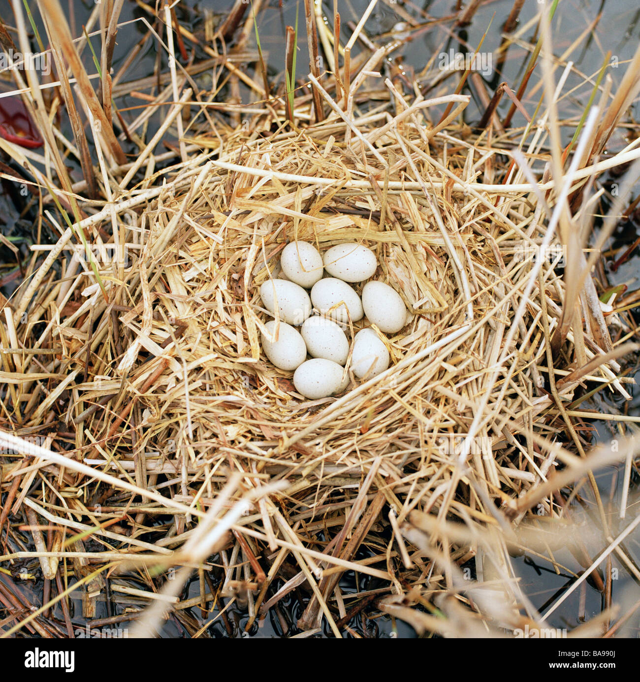 Eggs in a bird?s nest Stock Photo - Alamy