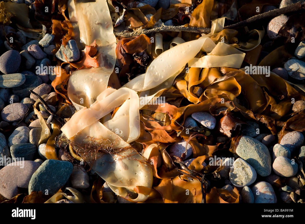 Debris Seaweed on Melvaig beach Wester Ross Highlands Scotland Stock ...