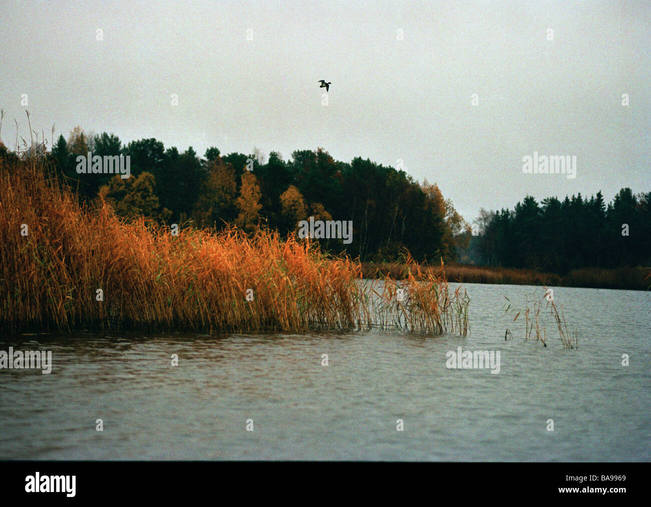 Flying over lakes forest in hi-res stock photography and images - Alamy