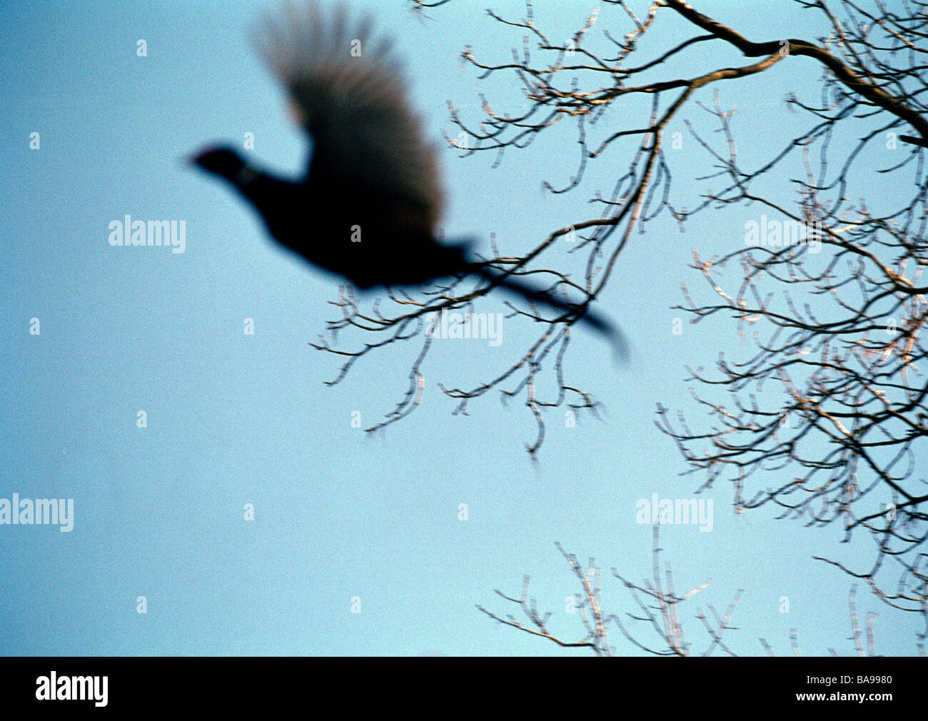 Pheasant in a tree hi-res stock photography and images - Alamy