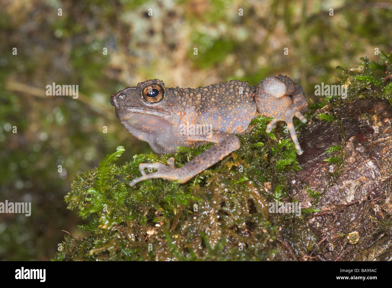 Ansonia hi-res stock photography and images - Alamy