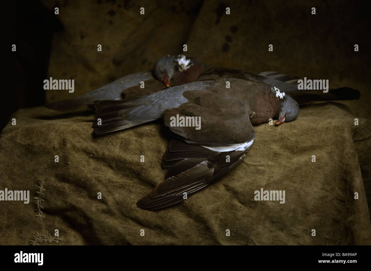 Dead pigeons after a hunt Stock Photo - Alamy