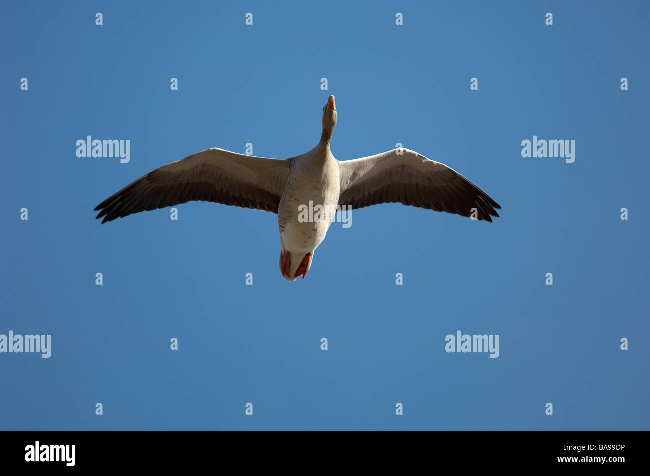 A flying bird Stock Photo - Alamy