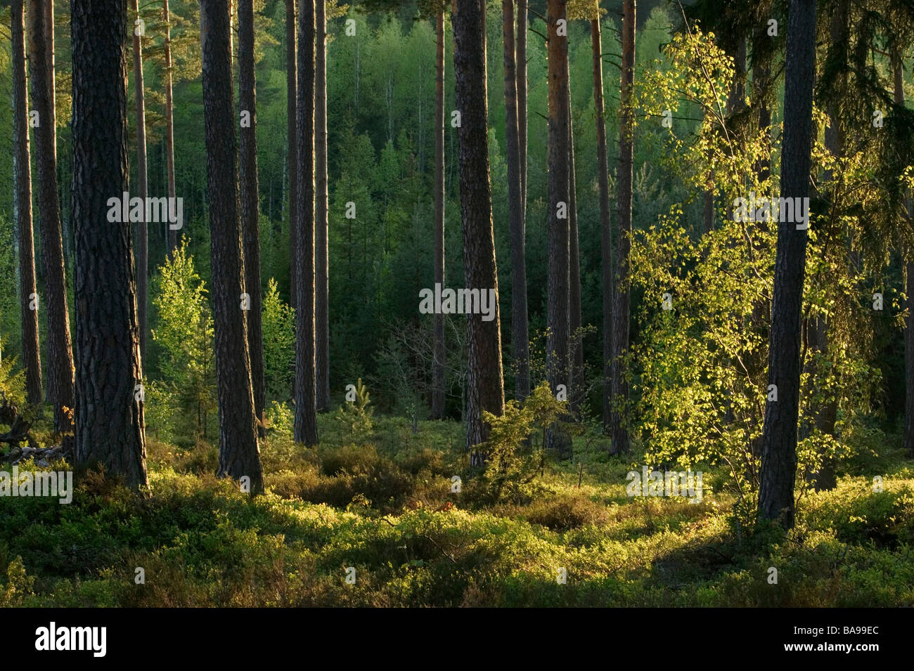 Forest log trees shrubs hi-res stock photography and images - Alamy