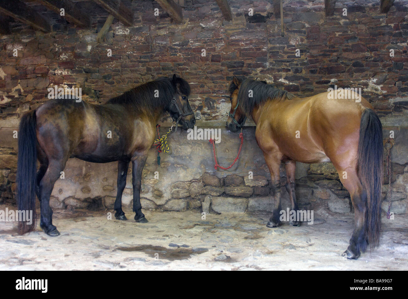 Two horses in a stable Stock Photo - Alamy