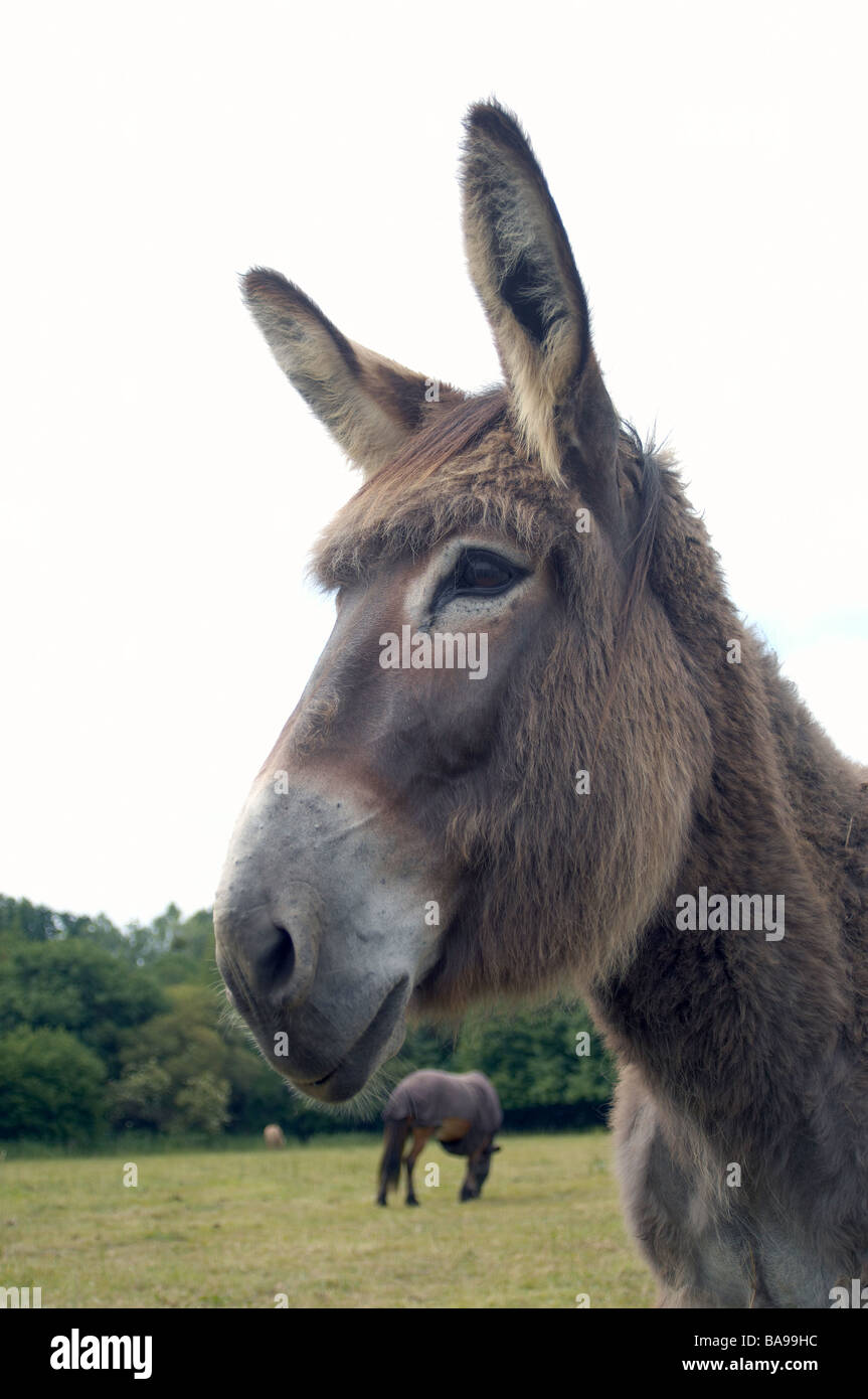 Human and donkey head hi-res stock photography and images - Alamy
