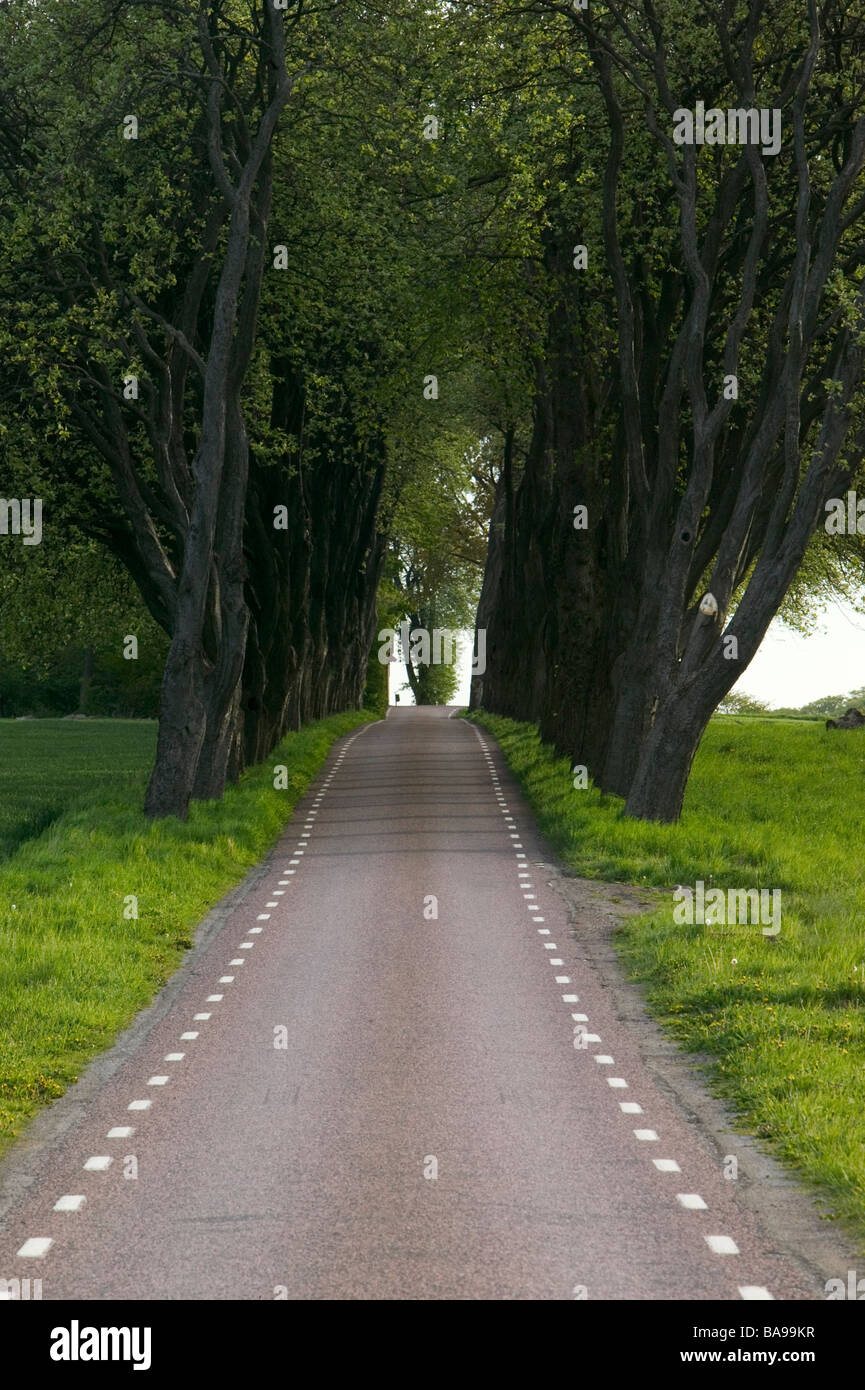 Trees along a road Sweden Stock Photo - Alamy
