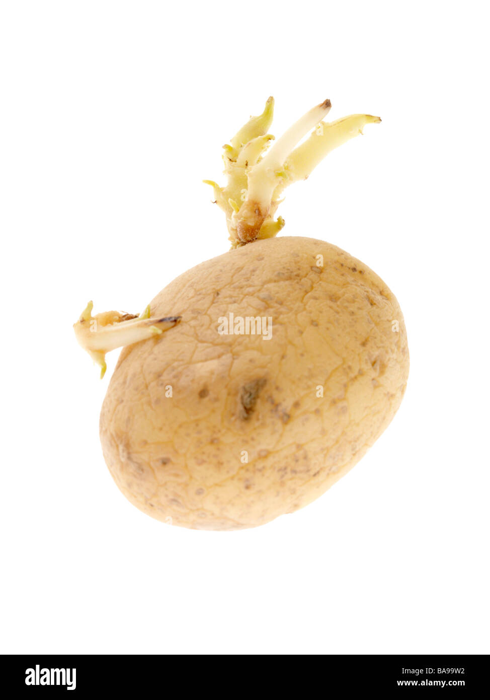 Fresh Over Ripe Potato Sprouting New Growth Shoots Isolated Against A ...