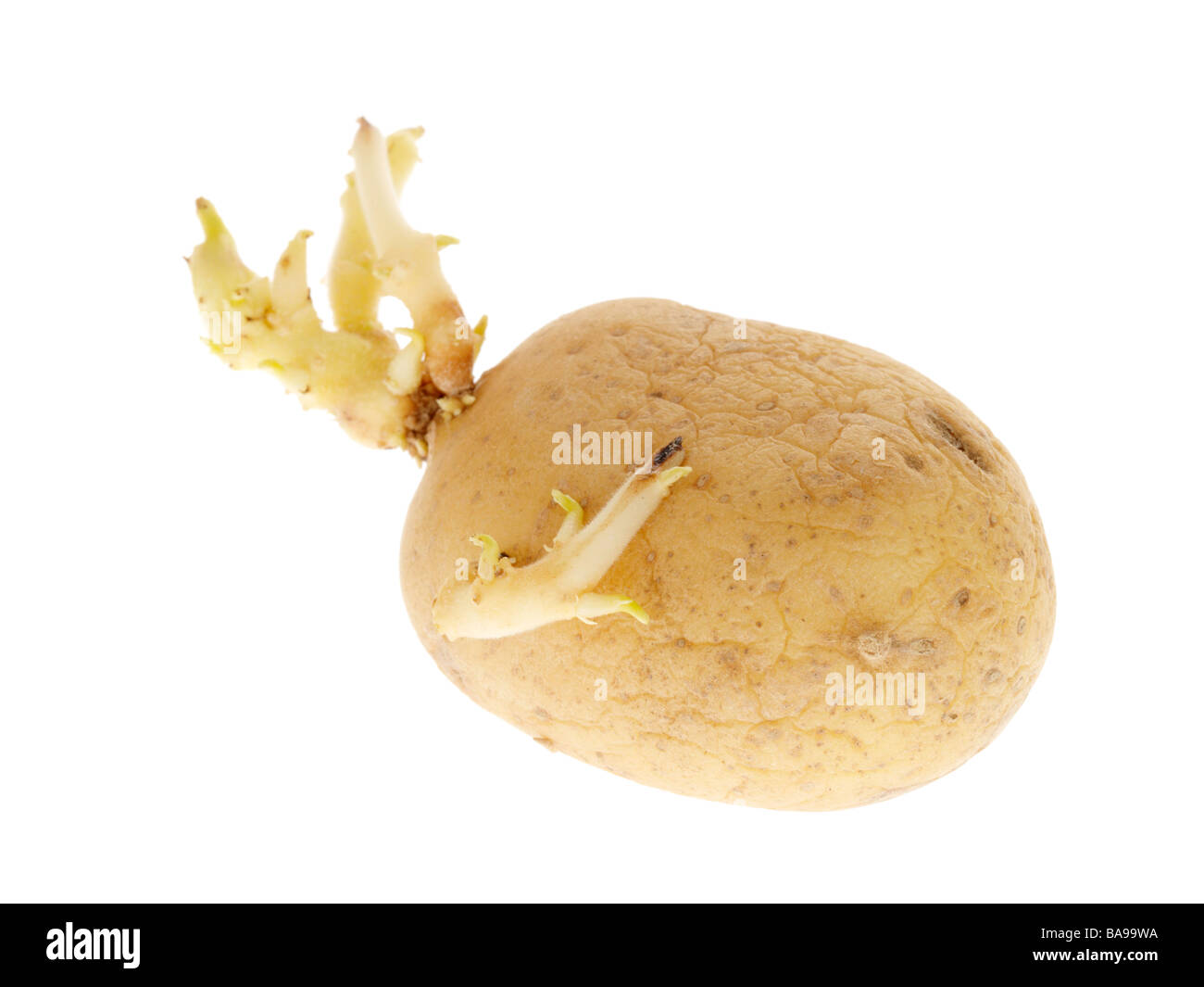 Fresh Over Ripe Potato Sprouting New Growth Shoots Isolated Against A ...