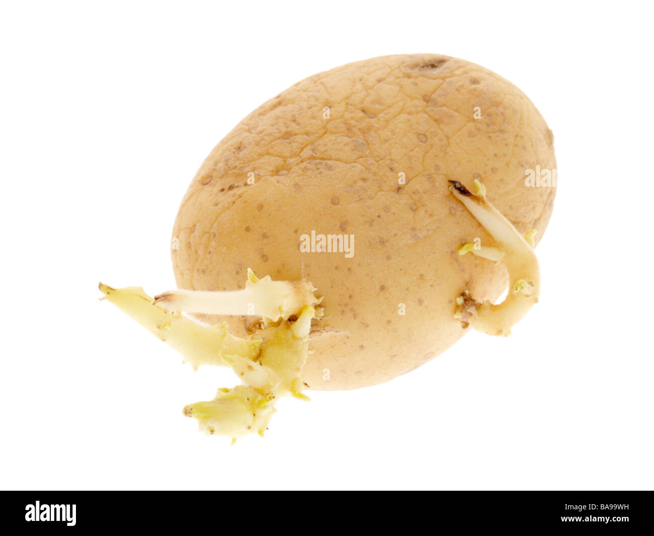 Potato roots shoots hi-res stock photography and images - Alamy