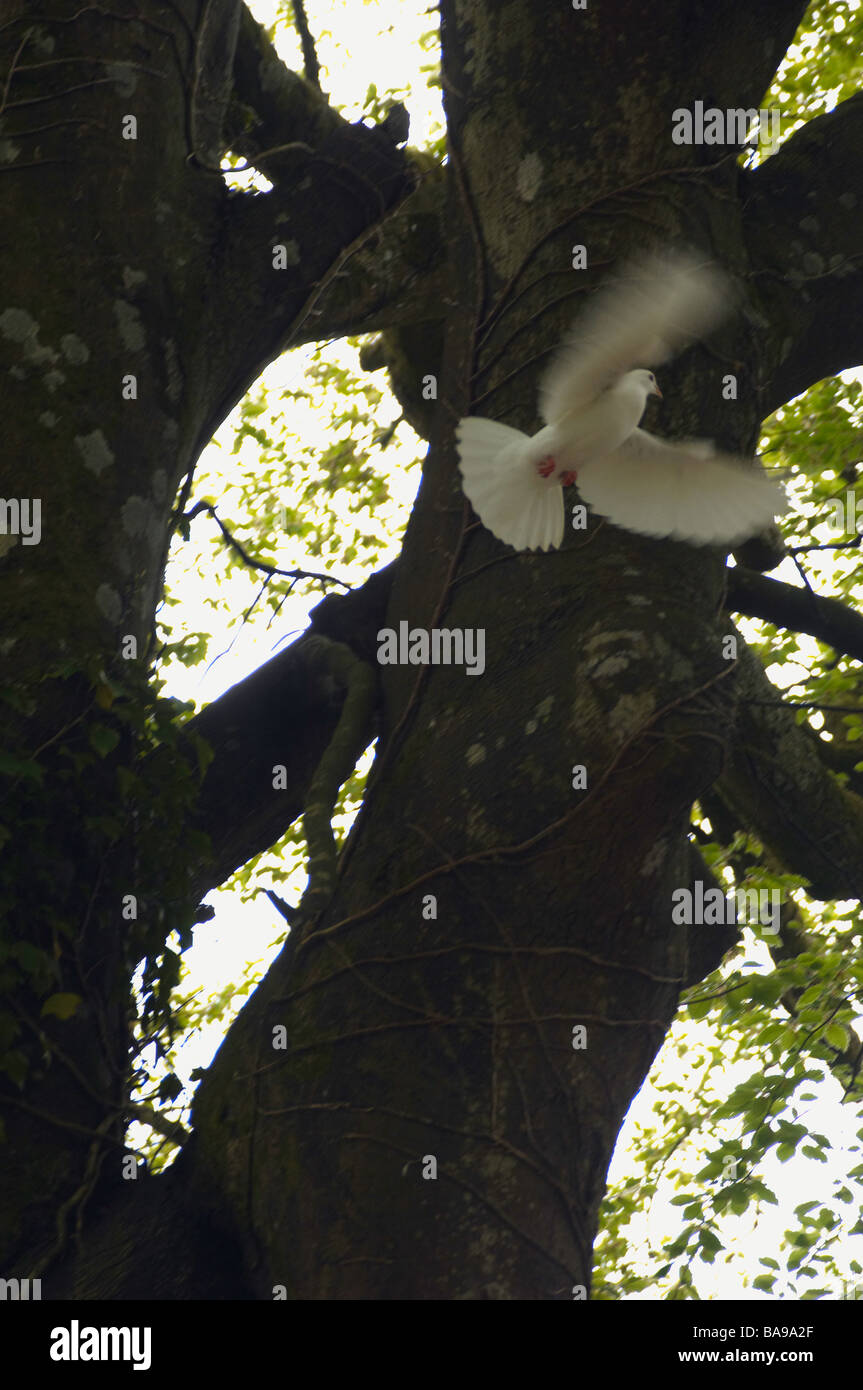 A white bird in a tree Stock Photo - Alamy