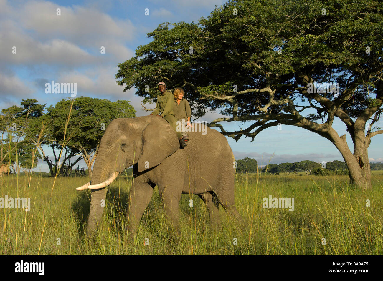 Tourists ride a large bull elephant at Zimbabwe's Imire Safari Park ...
