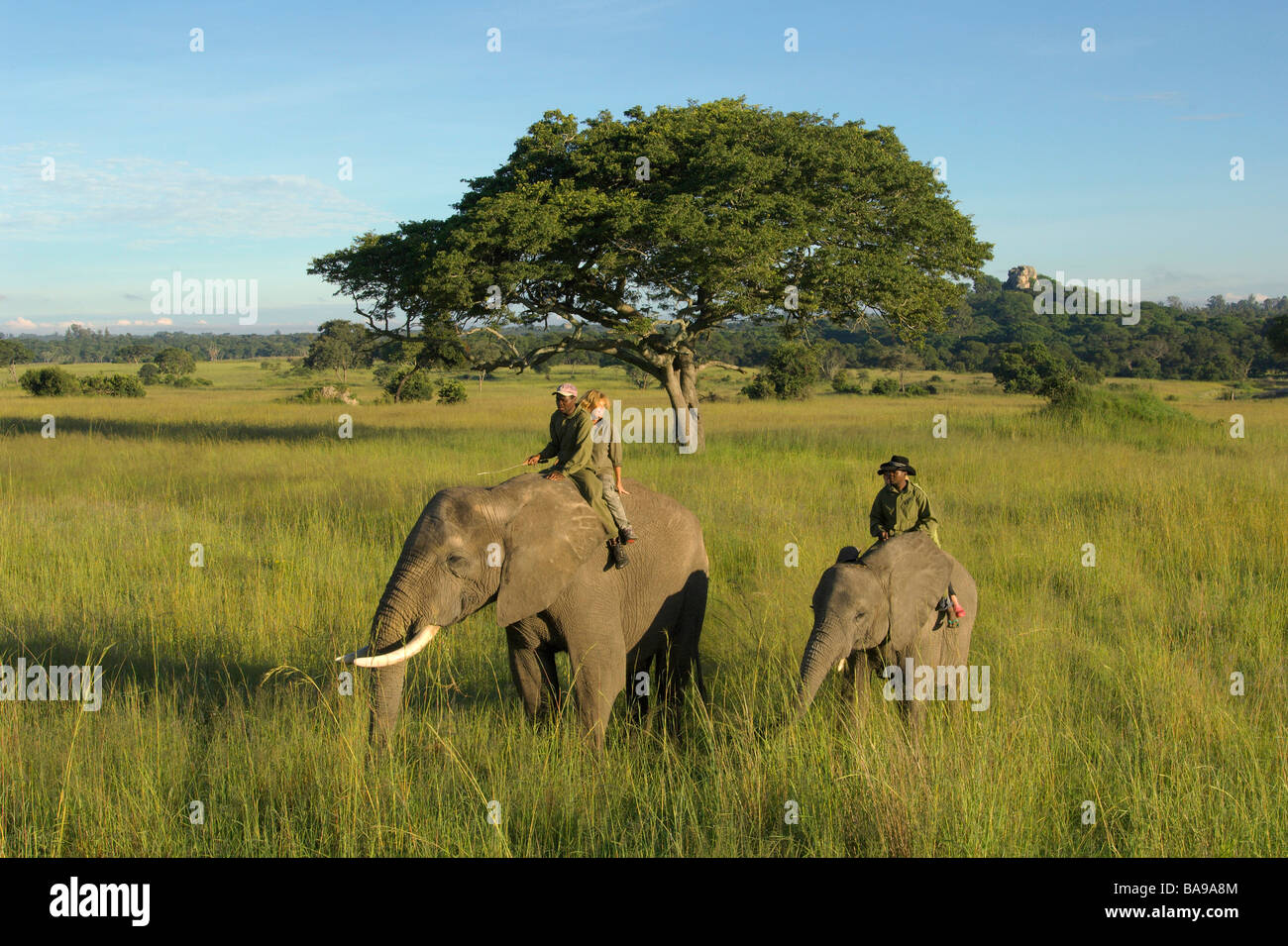 Elephant sounds hi-res stock photography and images - Alamy