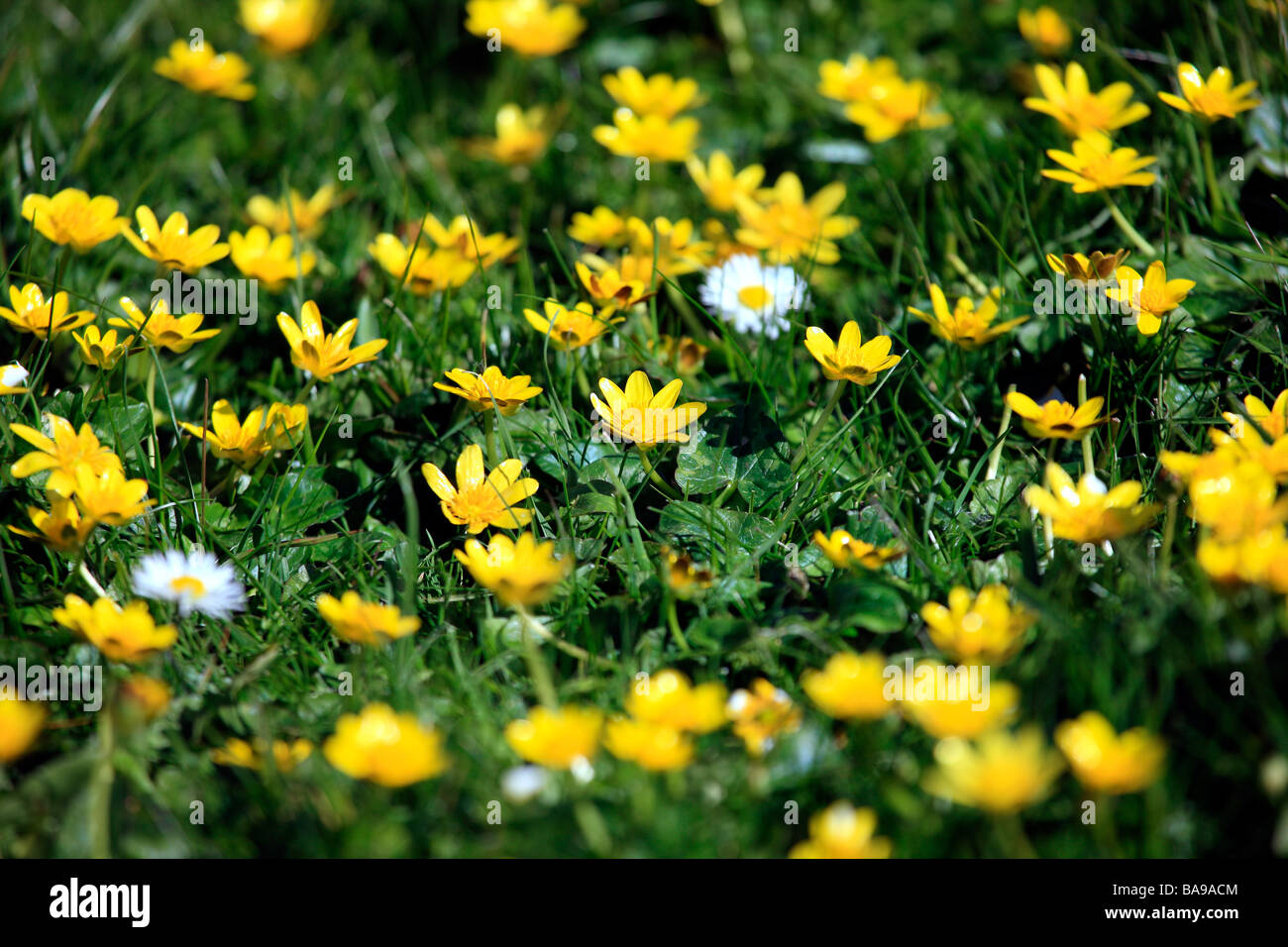 Buttercups hi-res stock photography and images - Alamy