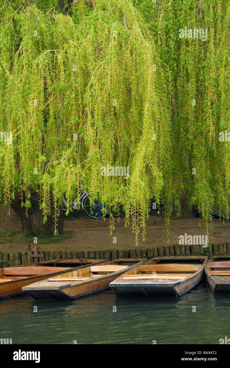 Weeping willow salix babylonica tree hi-res stock photography and ...