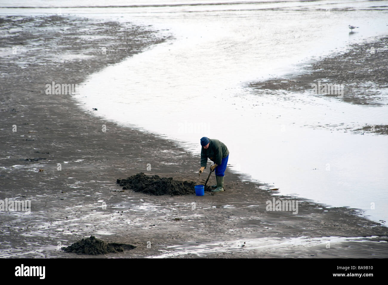 Shaw Line Hunting for Sand Worms Stock Photo - Alamy