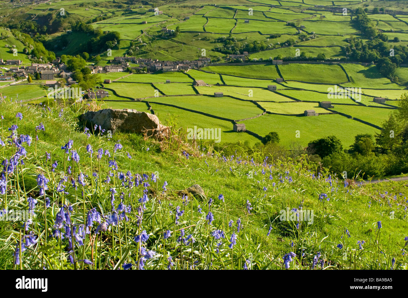 Bluebells on a Hillside above the Village of Gunnerside, Swaledale ...