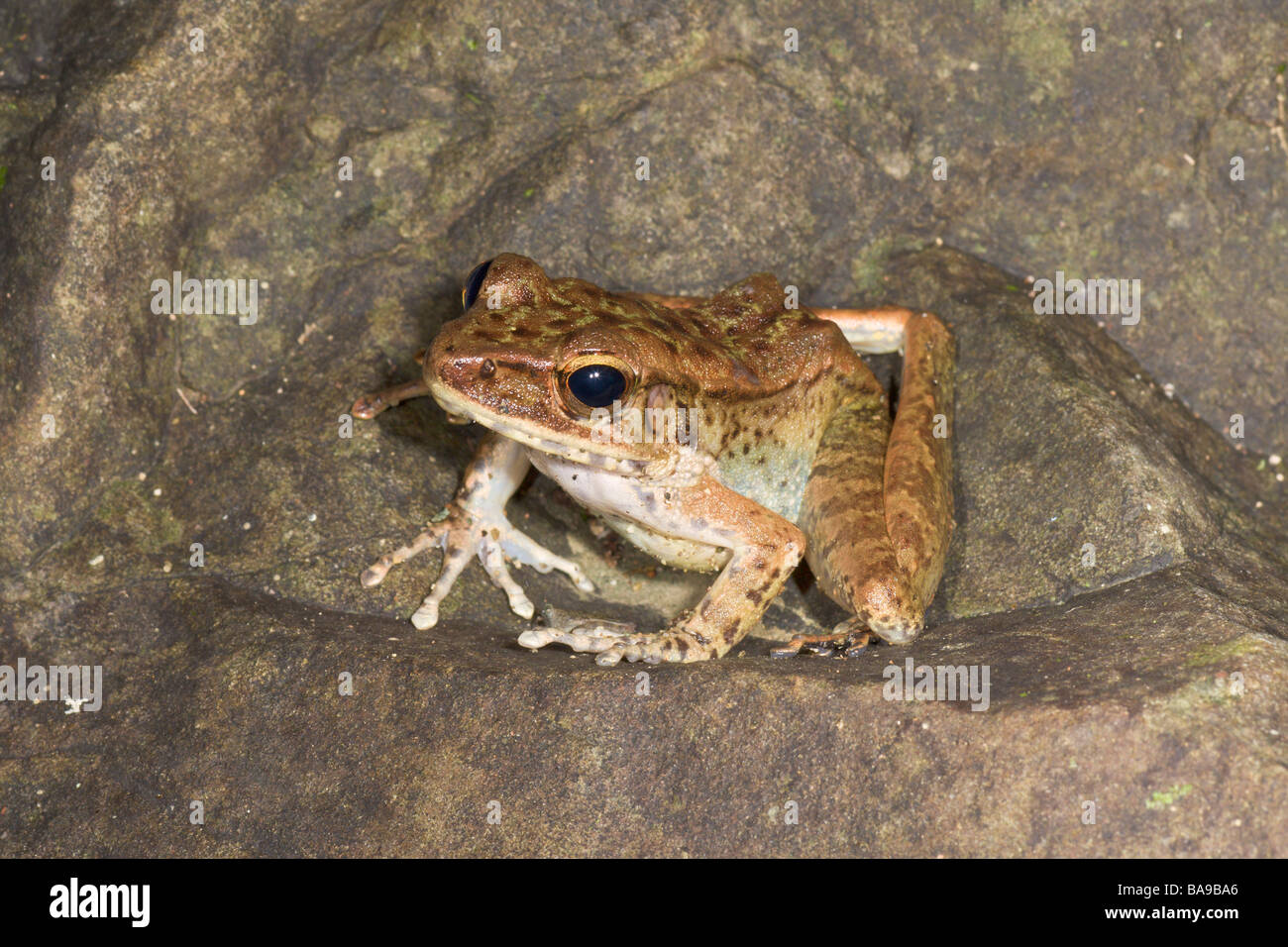 Torrent Frog Meristogenys sp Danum Valley Sabah Borneo Malaysia Stock ...