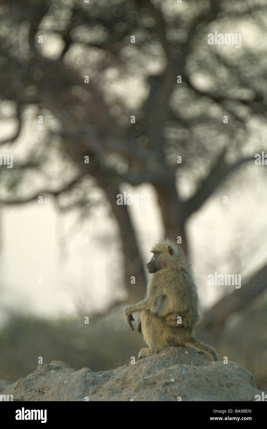 Man like baboon hi-res stock photography and images - Alamy