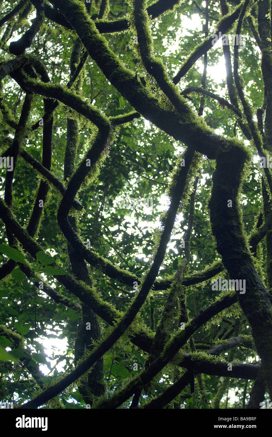 A tourist is taken on a guided bird walk in Zimbabwe's Bvumba Mountains ...