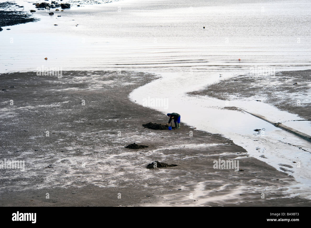 Shaw Line Hunting for Sand Worms Stock Photo - Alamy
