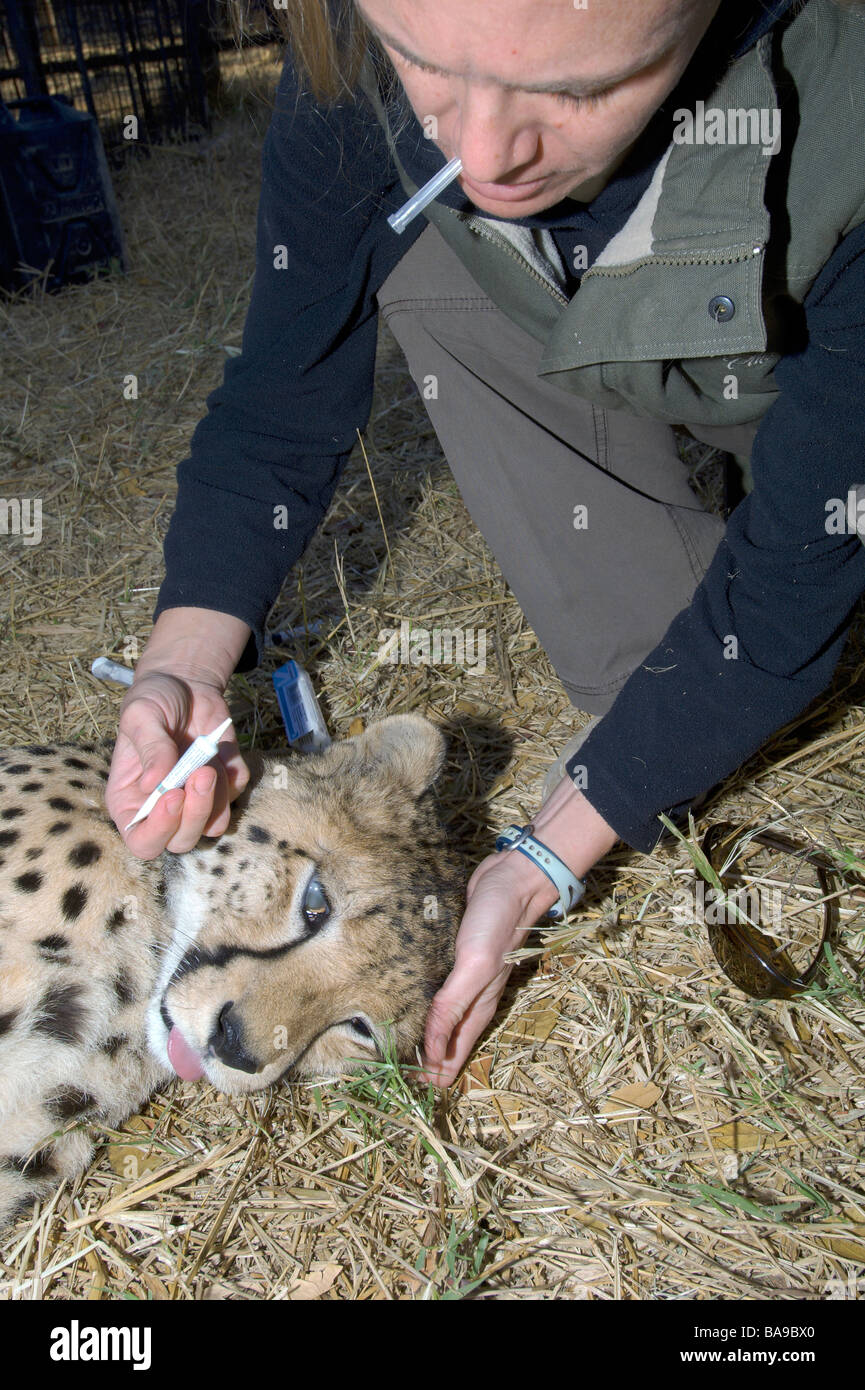 Zimbabwean wildlife veterinarians check on a drugged Cheetah Jubatas ...