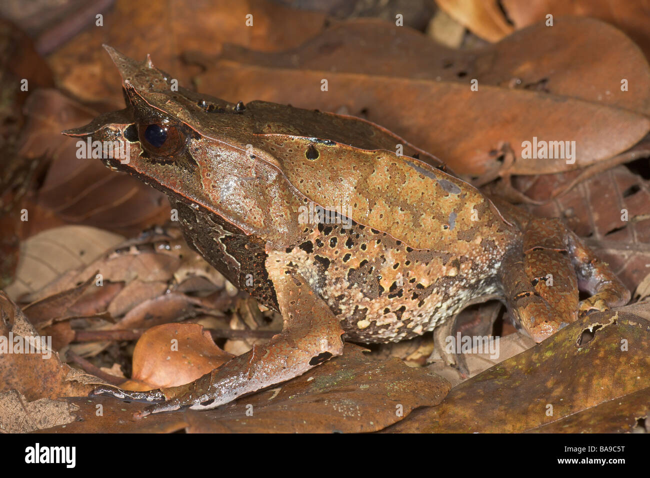 Bornean Horned Frog Megophrys nasuta Danum Valley Sabah Borneo Malaysia ...